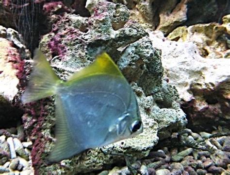 Image result for Screaming Fish Finger