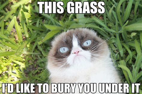 GrumpyCat.meme
