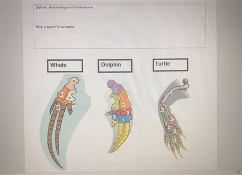 Image result for Morphological Convergence Examples
