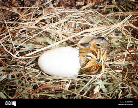 Image result for Ducklings Hatching