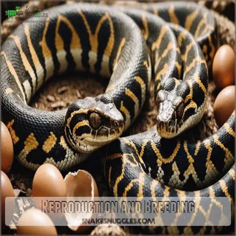 Image result for Boa Snake vs Python