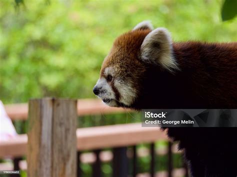 Image result for Red Panda Side View