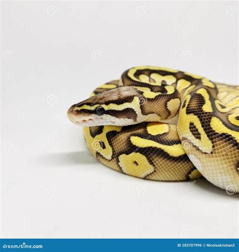 Image result for Python Regius Rat