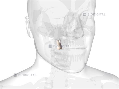 Right maxillary first molar | BioDigital Anatomy