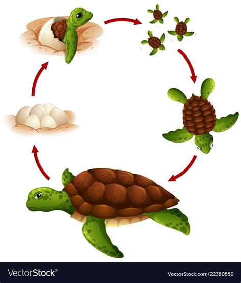 Image result for Turtle Life Cycle Coloring Sheets