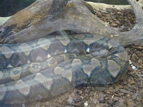 Image result for Reticulated Python