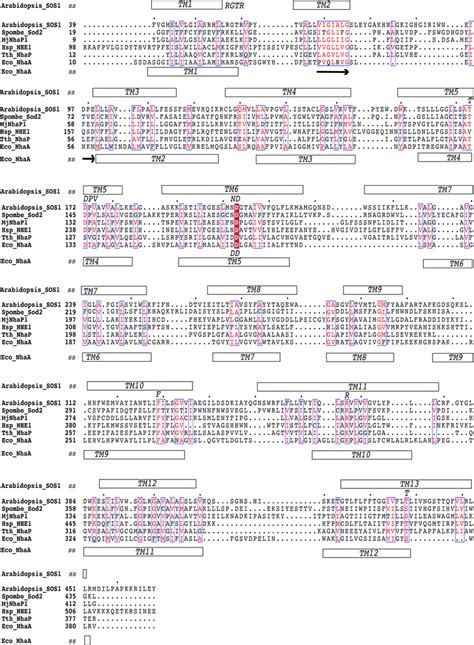Image result for Envelope Sequence Alignment