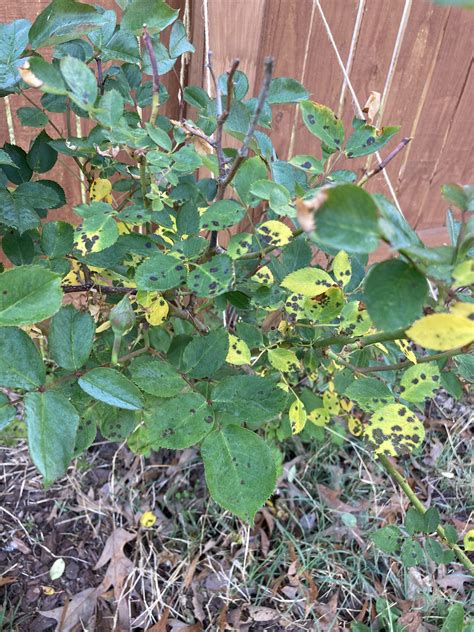 Image result for Rose Bush Problems