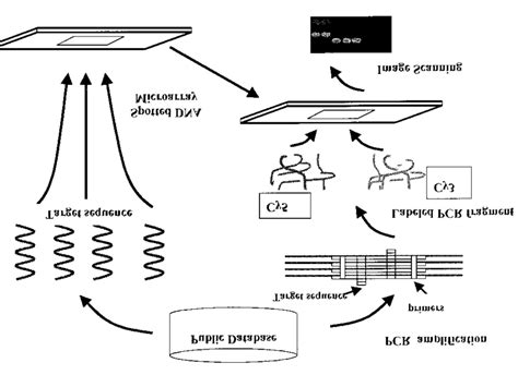 Image result for DNA Microarray Steps