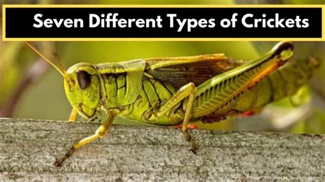 Image result for Cricket Insect Types