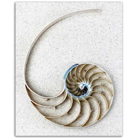 Image result for Nautilus Shell Art