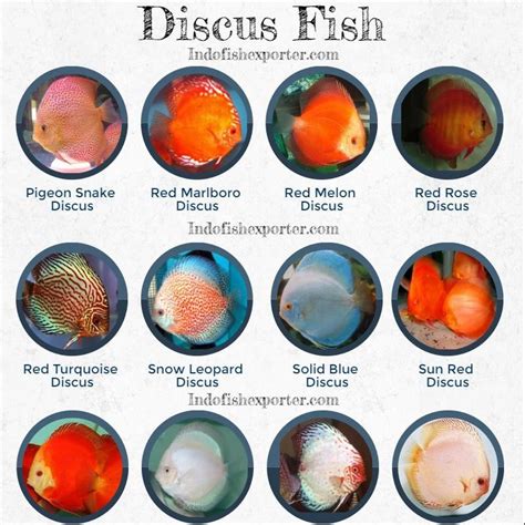 Image result for Types of Discus Fish List