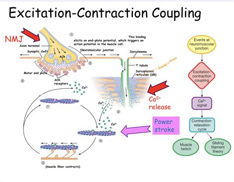 Image result for Excitation Coupling Contraction-Relaxation