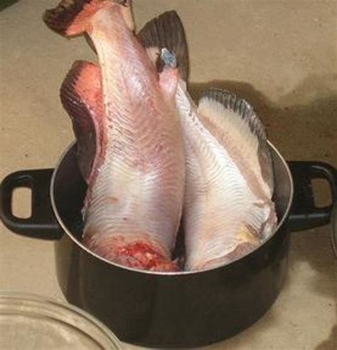 Image result for Poaching Fish