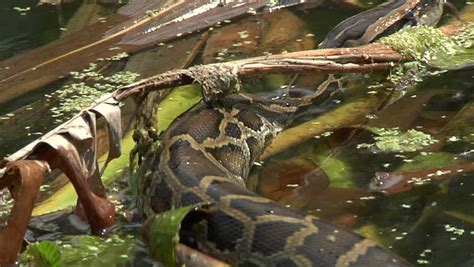 Image result for Python in Water