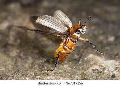 Image result for Lesser Pumpkin Fly