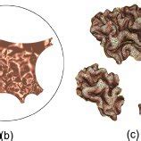 Image result for Python MATLAB Brain Surface