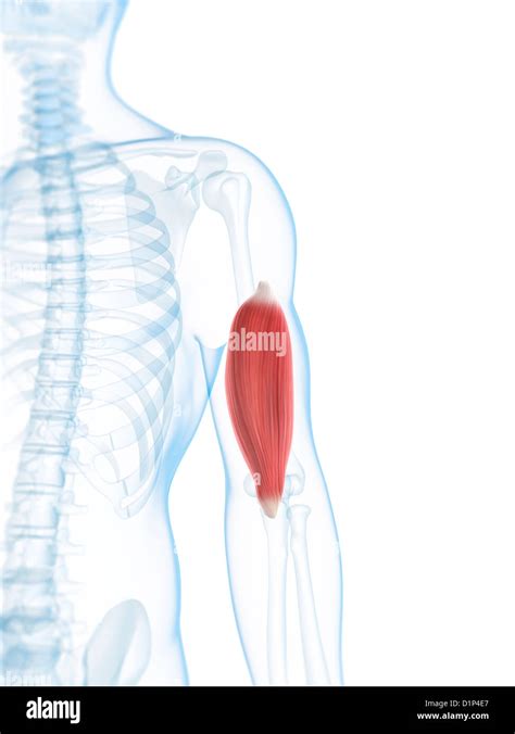 Image result for Lumen Learning Arm Muscle