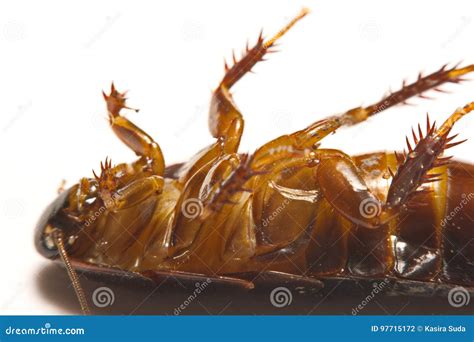 Image result for Profile Pic Cockroach