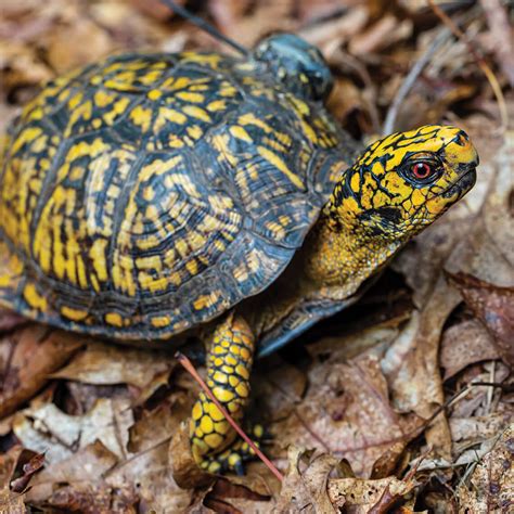 Image result for Box Finding Turtle