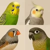 Image result for Python and Birds