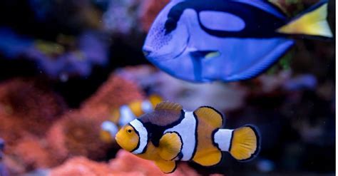 Image result for Finding Nemo Real Life