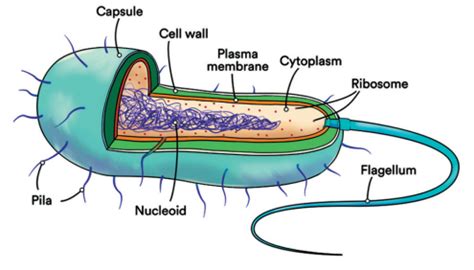 Image result for Cell Envelope and Its Modifications