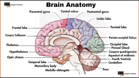 Human Brain Anatomy Diagram with Labells