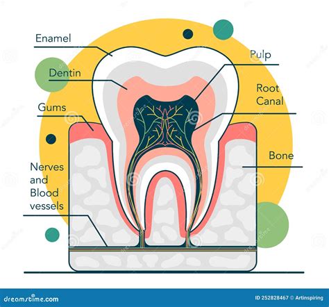 Image result for Human Tooth Structure
