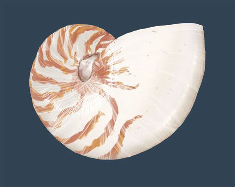 Image result for Nautilus Shell Art
