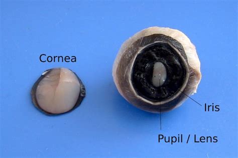 Image result for Cow Eye Dissection