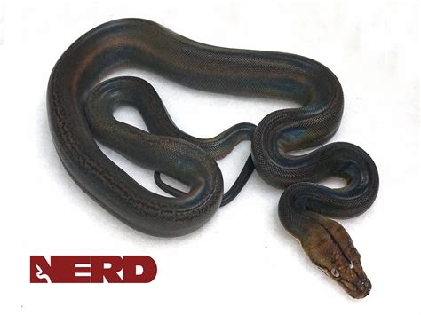 Image result for Golden Child Reticulated Python