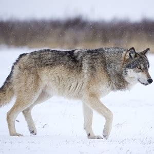 Image result for Age of Wolves