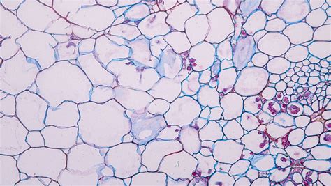 Image result for Cross Cutting Examples