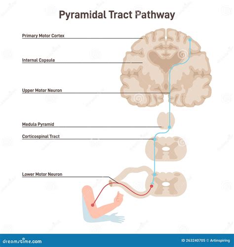 Image result for Extrapyramidal Cortex