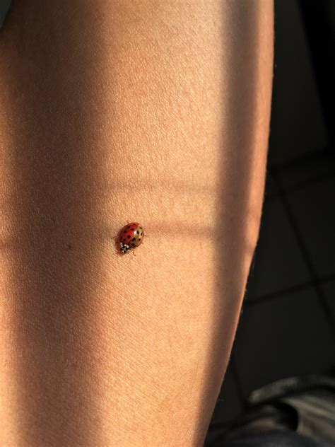 Image result for Lady Bug Bathing