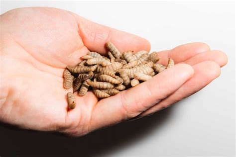 Image result for Insect Production