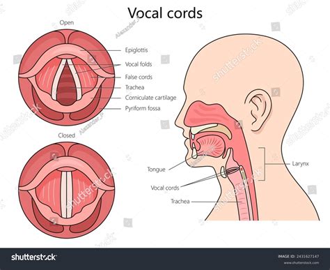 Image result for Larynx Function