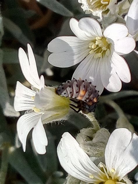 Larvae Ladybug - Free photo on Pixabay - Pixabay