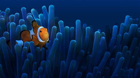 Image result for Finding Nemo Australian Current