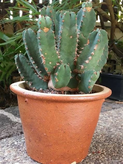 Image result for Garden Gopher