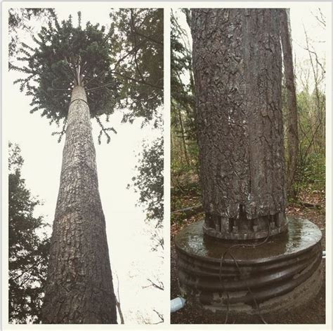 Image result for Fake Tree Cell Tower