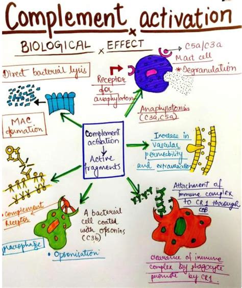 Image result for Most Primitive Form of Complement Activation
