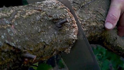 Image result for Tree Saws Hand