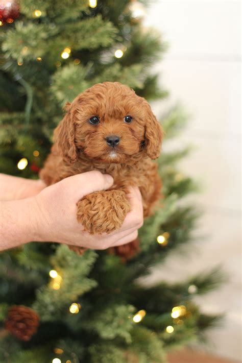 Image result for Mini Cavapoo Puppies