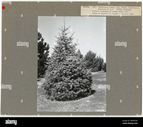 Image result for Fir Tree Identification