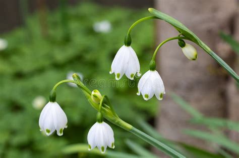 Image result for Snowdrop Early Spring Flowers