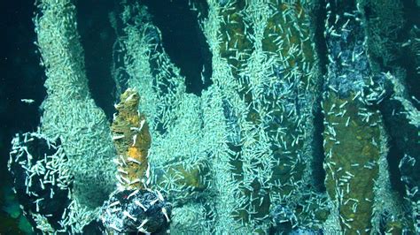 Image result for Alien Shrimp