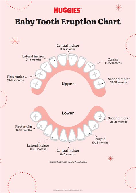 Image result for Teething Chart