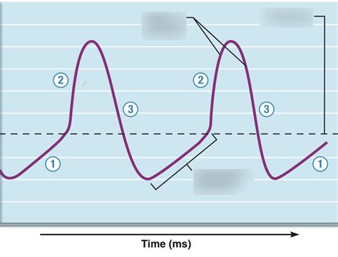 Image result for Pacemaker Potential